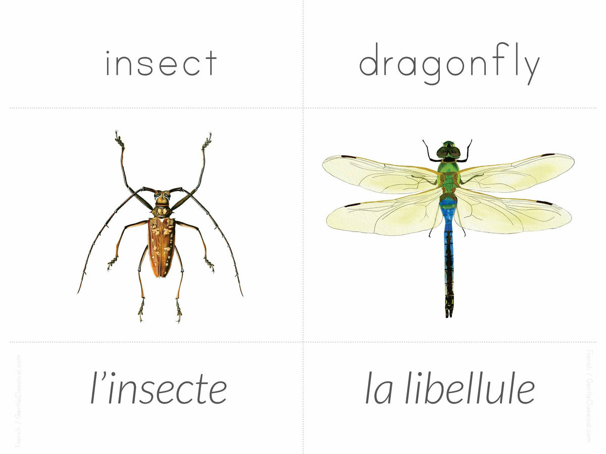 French + English Nature Flashcards (DIGITAL) – The Gentle + Classical Press