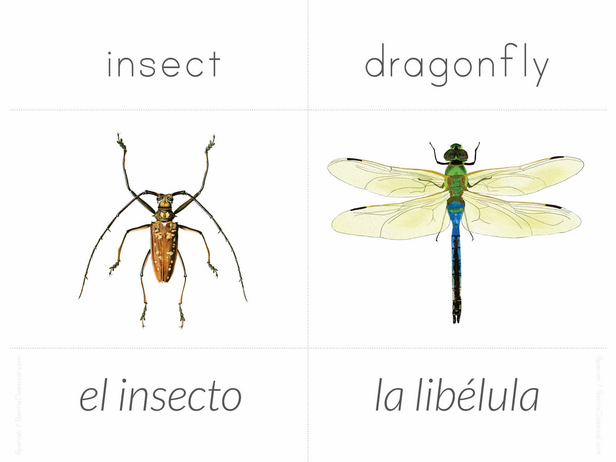Spanish + English Nature Flashcards (DIGITAL) – The Gentle + Classical ...