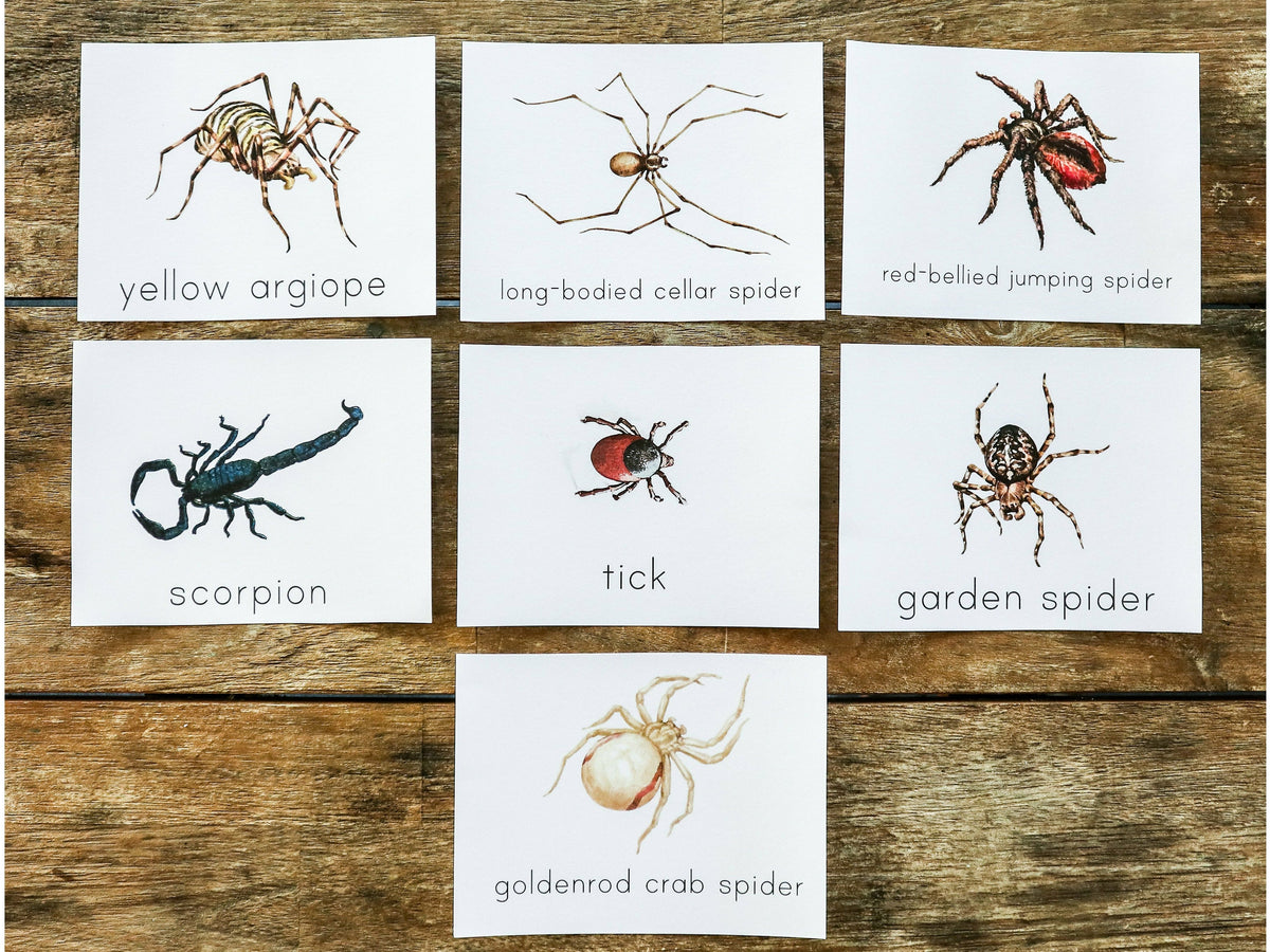 Nature 3-Part Montessori Cards (DIGITAL) – The Gentle + Classical Press